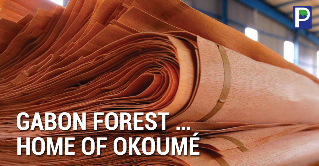 Ply Reporter | Latest News on Plywood & Industry Insights