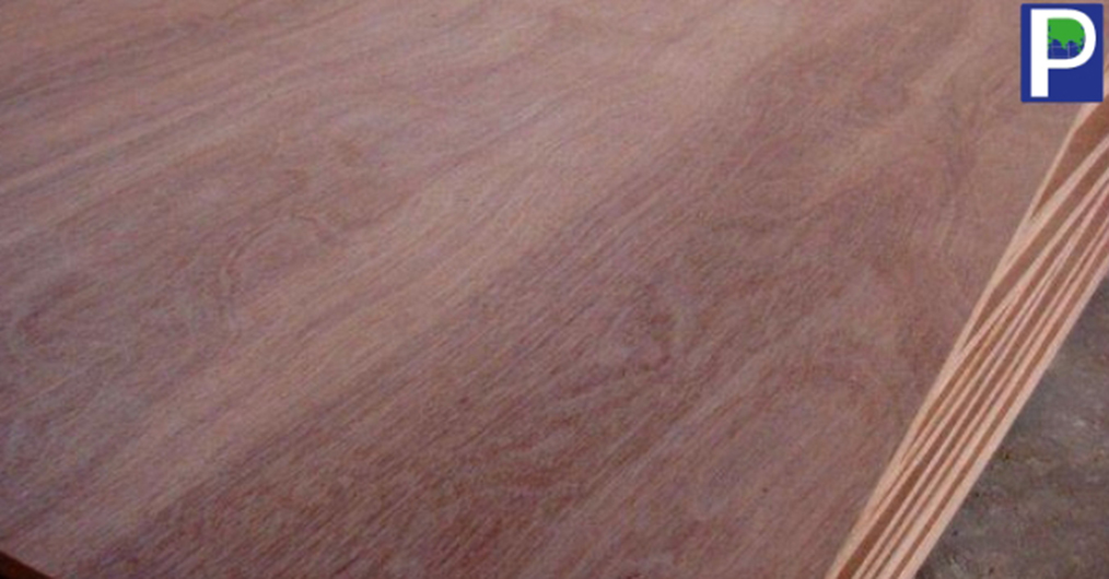 Ply Reporter | Latest News on Plywood & Industry Insights