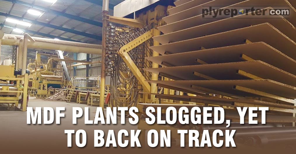 Ply Reporter | Latest News on Plywood & Industry Insights