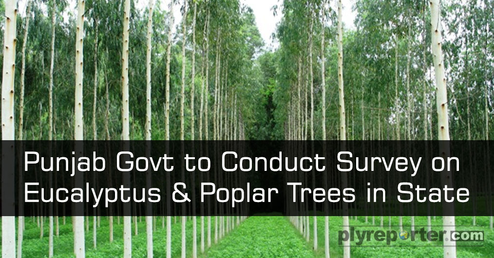 Ply Reporter | Latest News on Plywood & Industry Insights